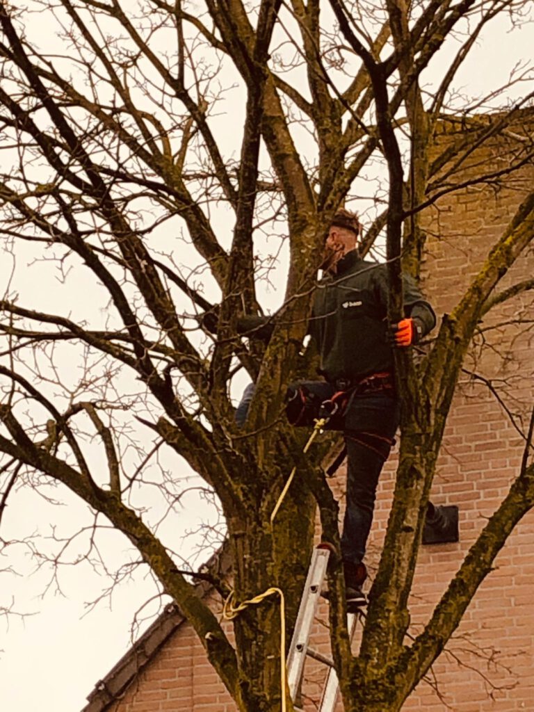 Eikenprocessierups bestrijding - Boomspecialist De Langstraat